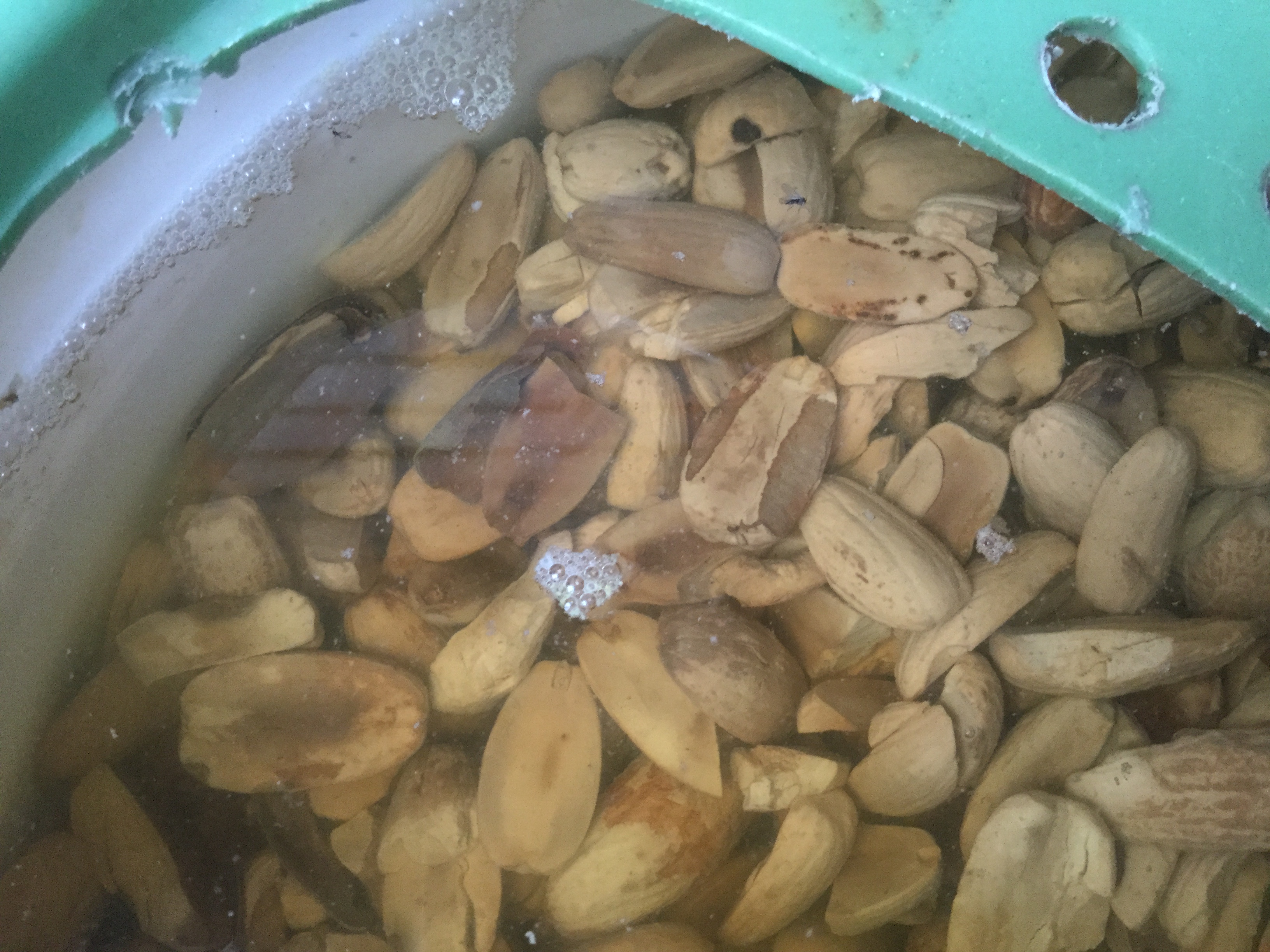 Acorn Cookies! - Native Foods Nursery